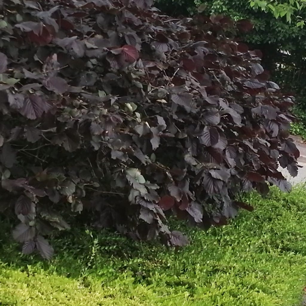 Purple Beech Hedging | Fagus sylvatica 'Purpurea' – Roots Plants