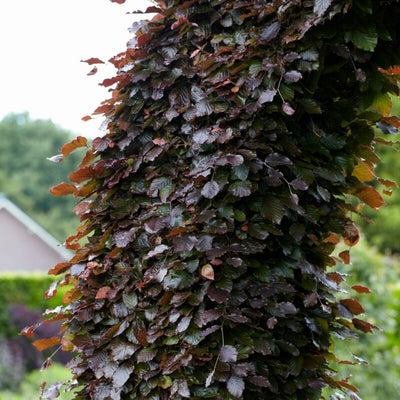 Copper Beech Hedging | Fagus sylvatica 'Purpurea' – Roots Plants