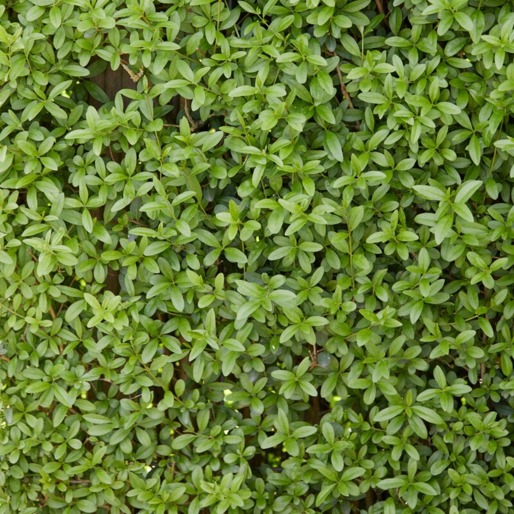 Fast Growing Evergreen Hedging Wildlife Mix | Growers' Choice – Roots ...
