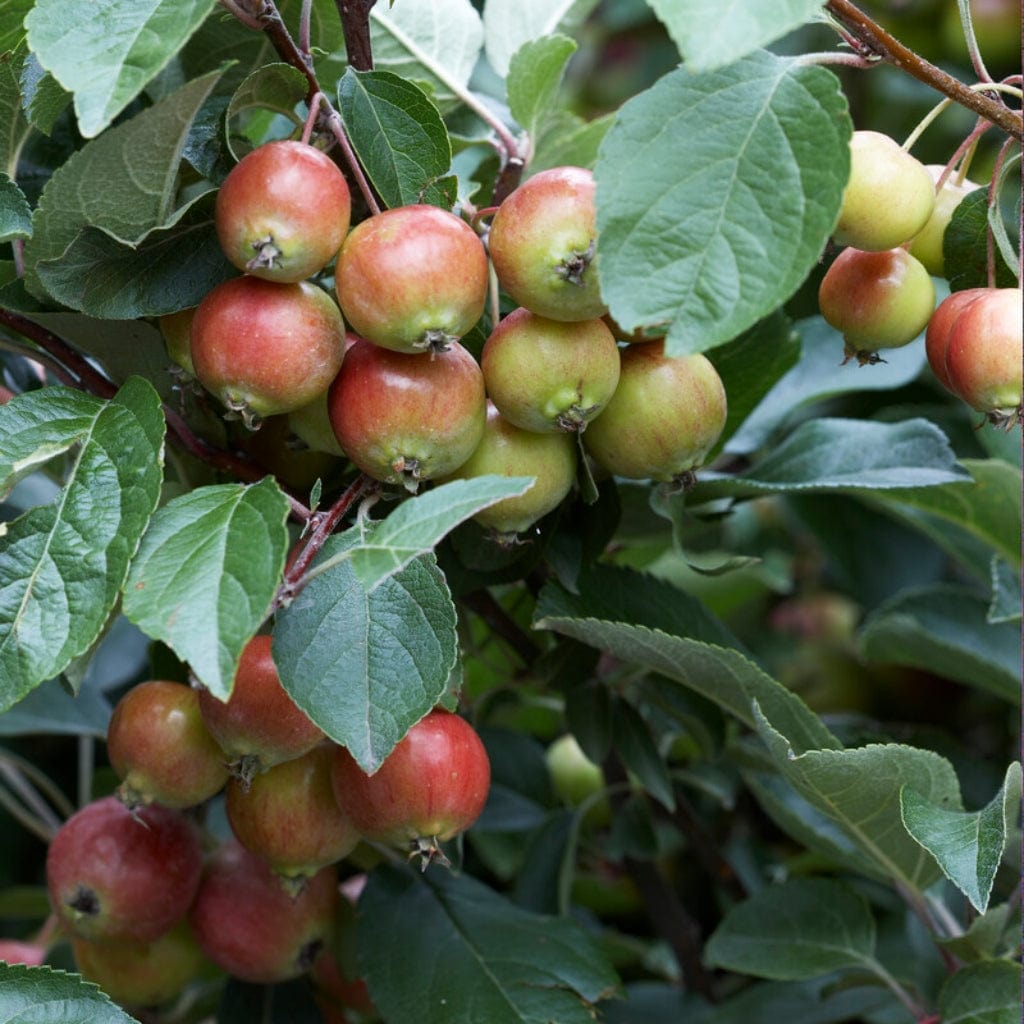 European Crabapple Hedging | Malus sylvestris – Roots Plants