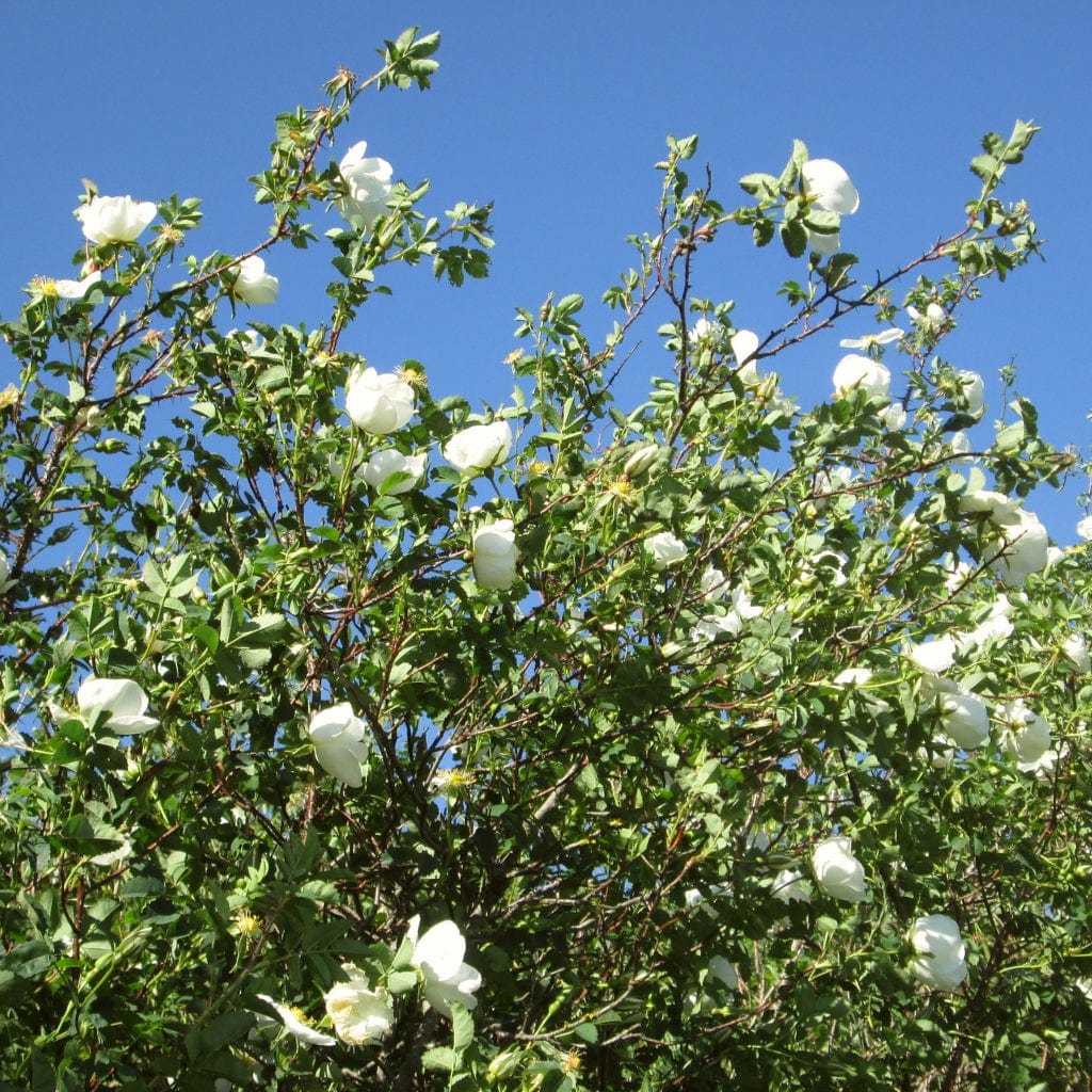 Scotch Rose Hedging | Rosa pimpinellifolia – Roots Plants