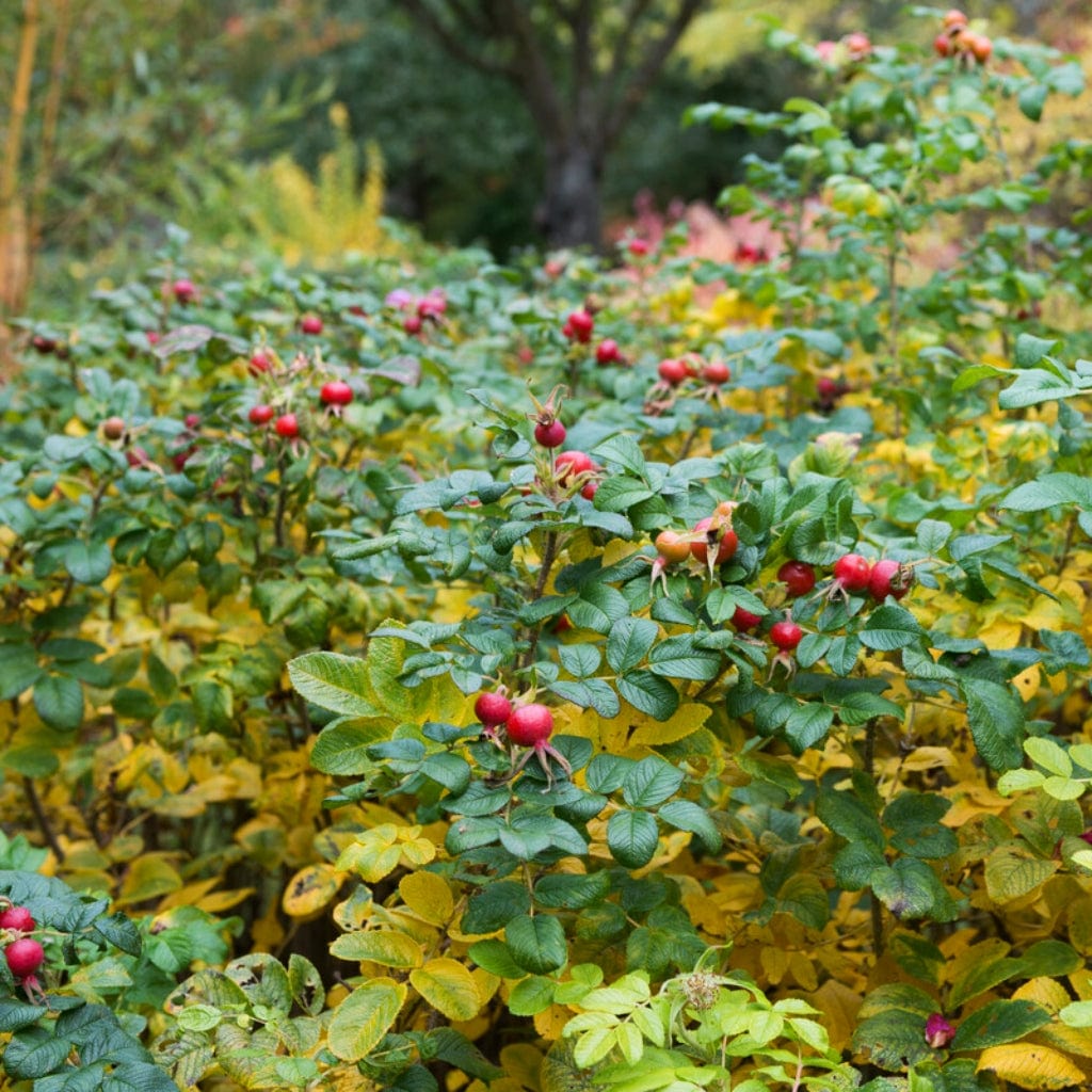 Red Japanese Rose Hedging | Rosa rugosa – Roots Plants