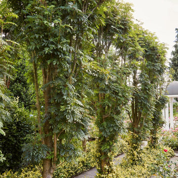 Rowan Hedging | Mountain Ash | Sorbus aucuparia – Roots Plants