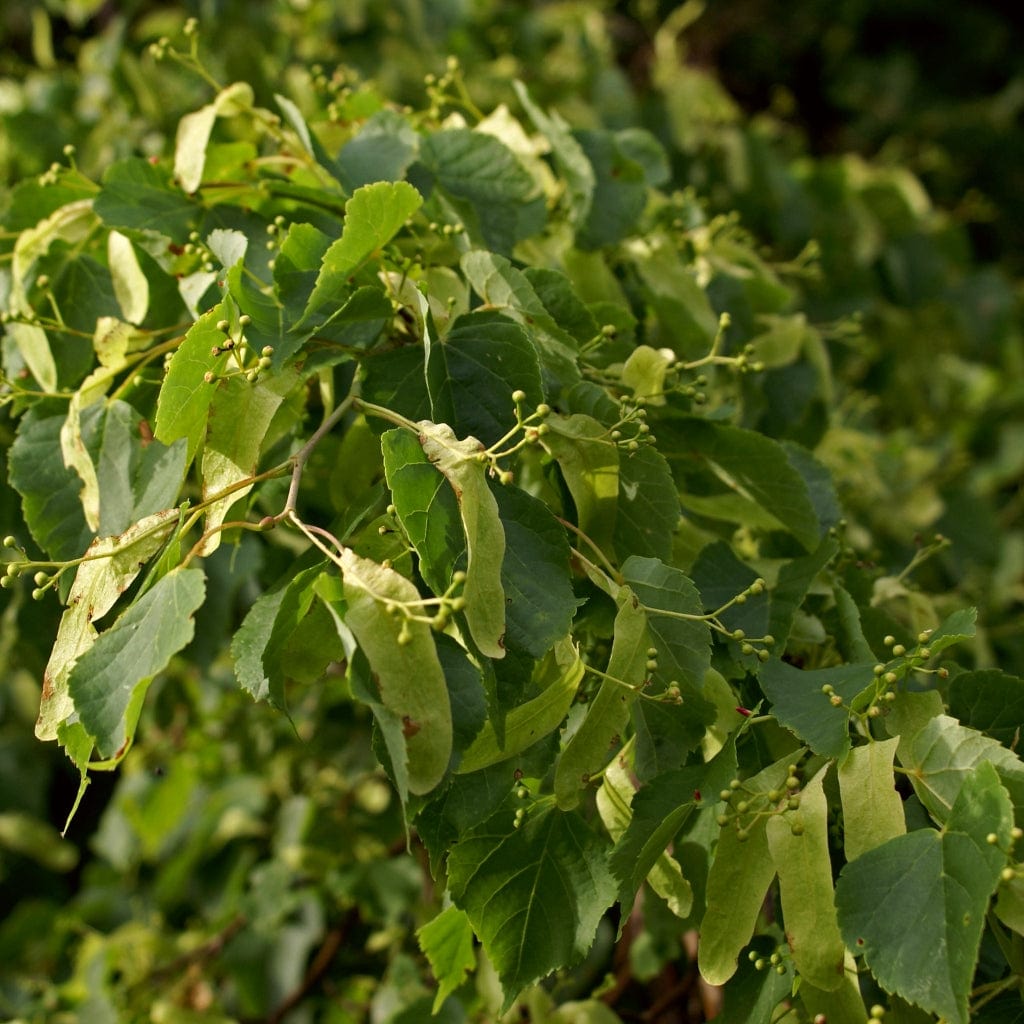 Small Leaved Lime Hedging | Tilia cordata – Roots Plants