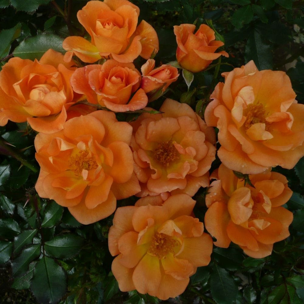 'Sweet Magic' Patio Shrub Rose – Roots Plants