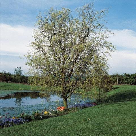 Willow Trees: Dwarf and Weeping Willows Grown in the UK - Roots Plants