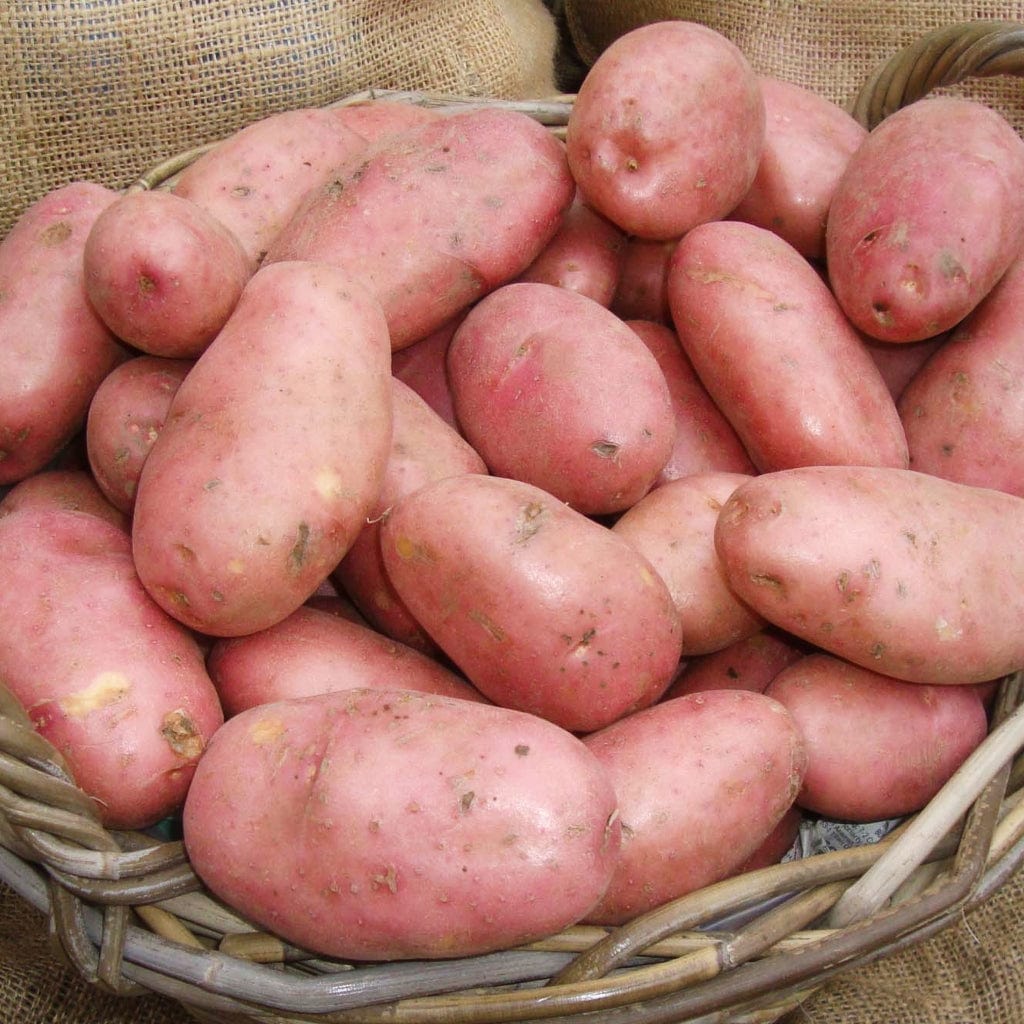 'Java' Maincrop Seed Potatoes – Roots Plants
