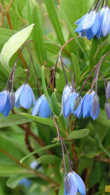 Bluebell Creeper | Sollya heterophylla – Roots Plants