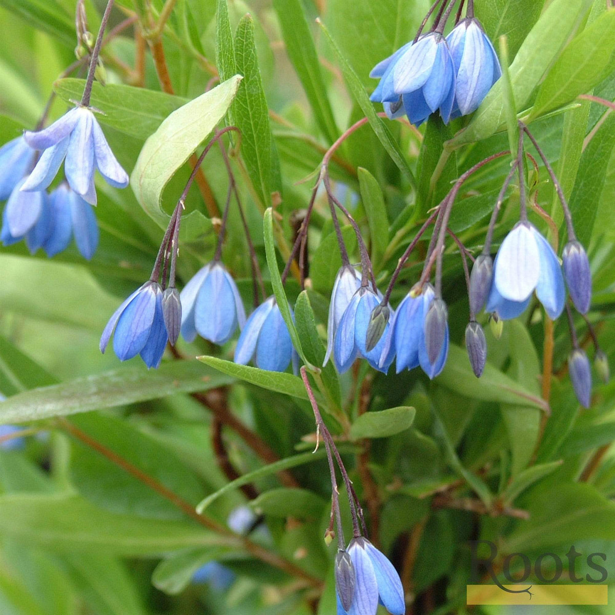 Bluebell Creeper | Sollya heterophylla – Roots Plants