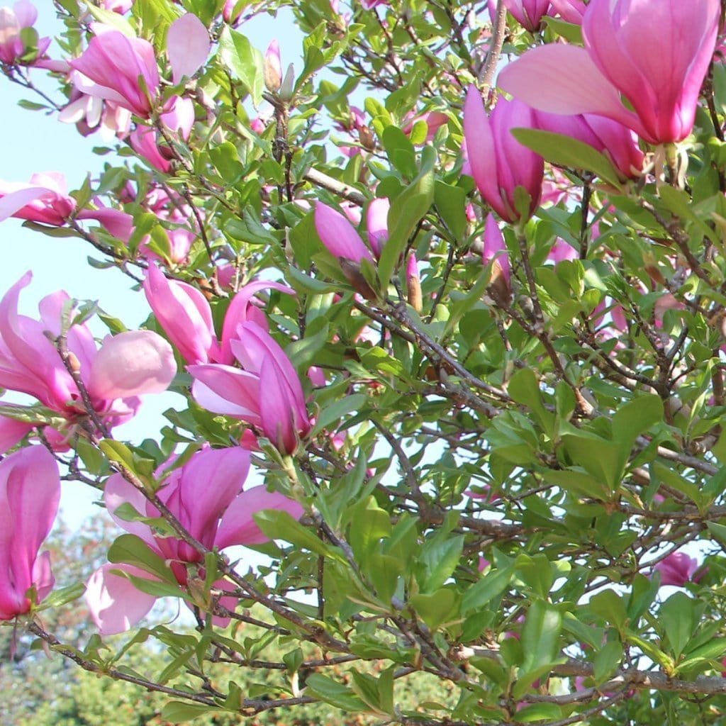 Magnolia 'Susan' - Roots Plants