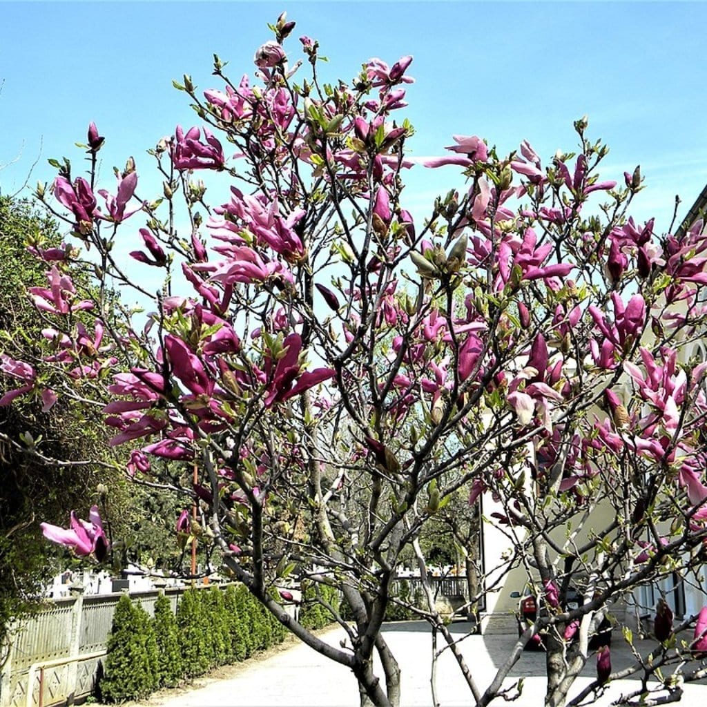 Dwarf Purple Magnolia Tree | Magnolia 'Susan' – Roots Plants