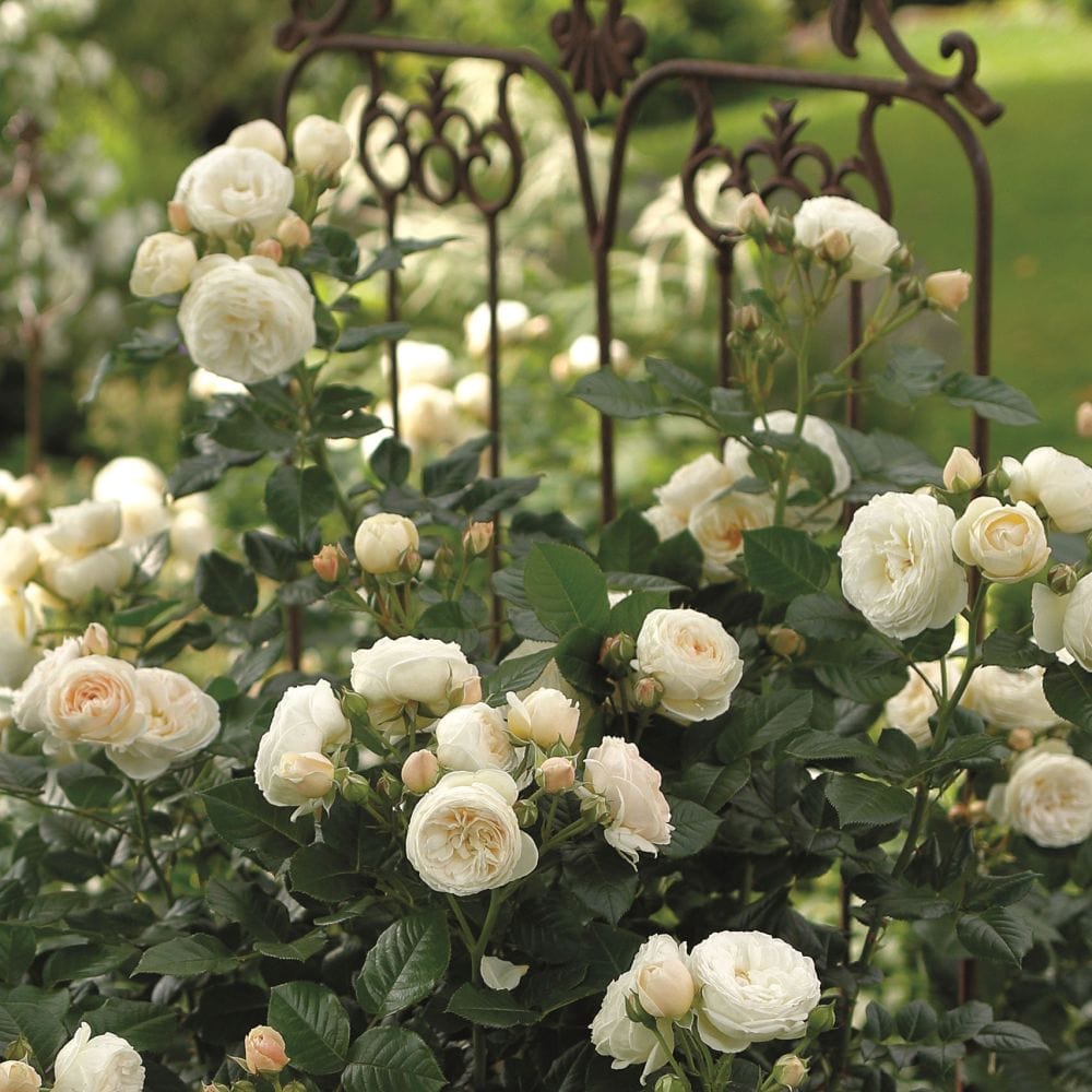 'Sweet Child of Mine' Floribunda Rose – Roots Plants