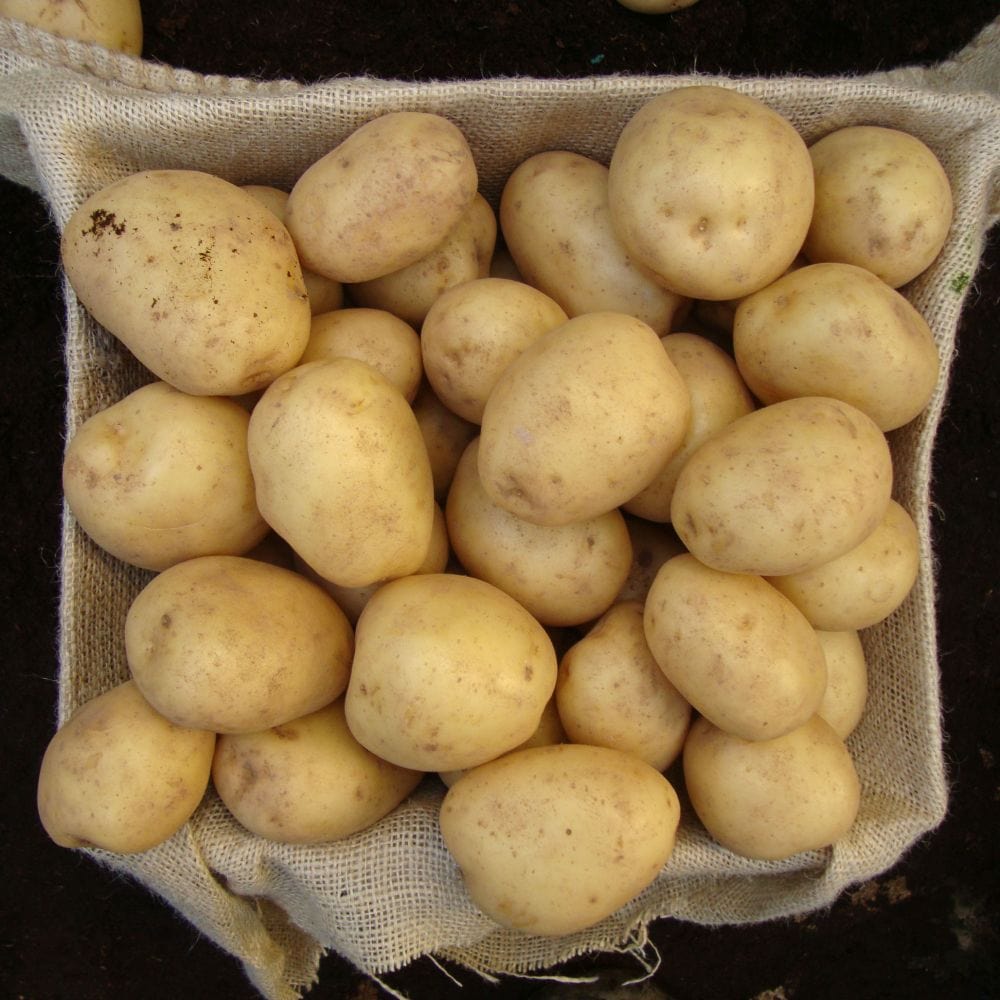 'Swift' First Early Seed Potatoes – Roots Plants