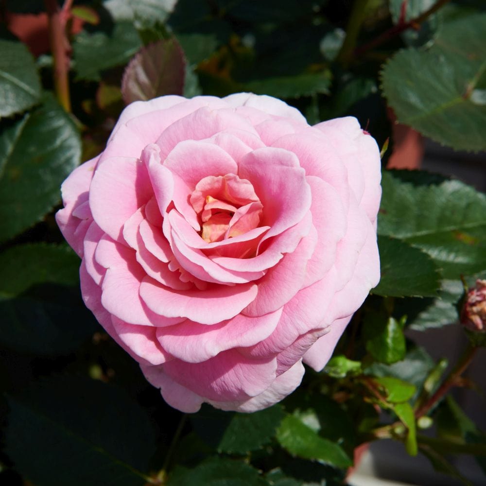 'Palace Tabor' Patio Shrub Rose – Roots Plants
