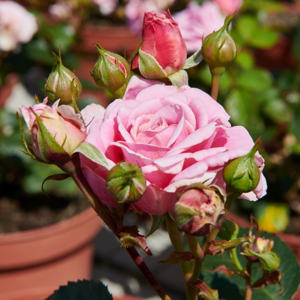 'Palace Tabor' Patio Shrub Rose – Roots Plants