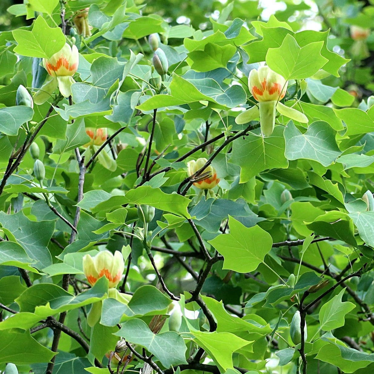 Fastigiate Tulip Tree | Liriodendron tulipifera 'Fastigiatum' – Roots ...