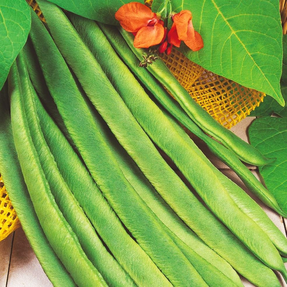 'Enorma' Runner Bean Plants – Roots Plants