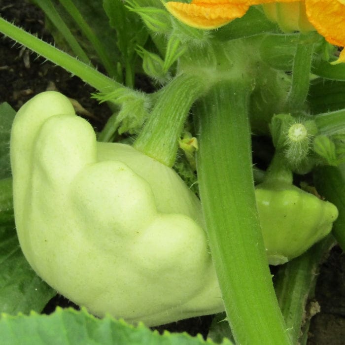 Organic 'Custard White' Summer Squash Plants - Roots Plants