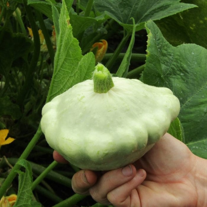 Organic 'Custard White' Summer Squash Plants - Roots Plants