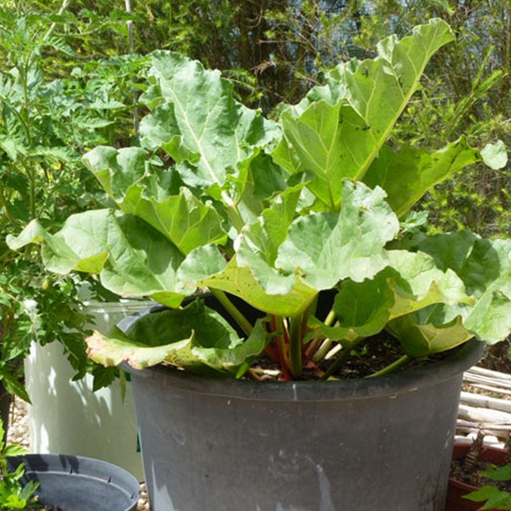 'Raspberry Red' Rhubarb Plant – Roots Plants