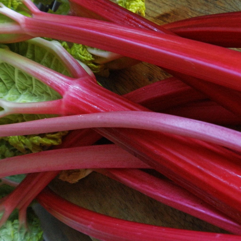 'Raspberry Red' Rhubarb Plant – Roots Plants