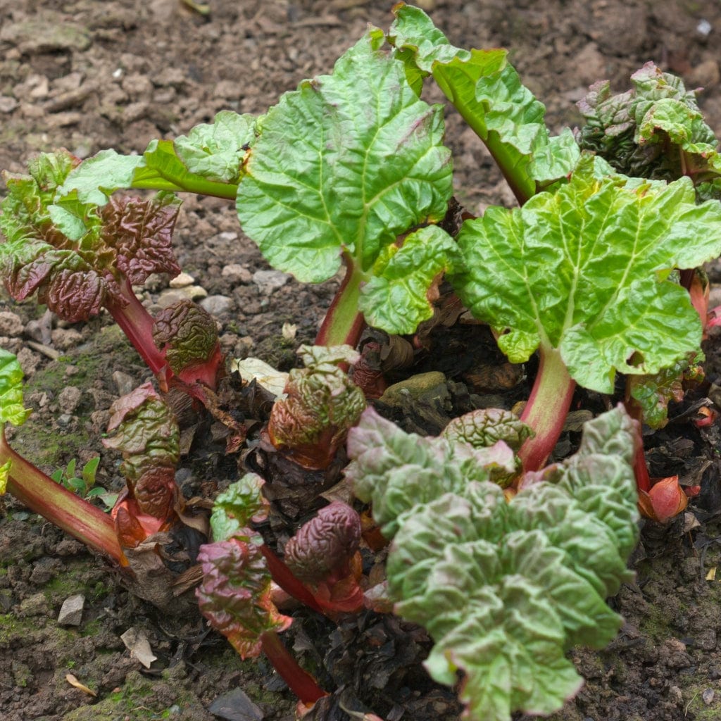 'Victoria' Rhubarb Plant – Roots Plants