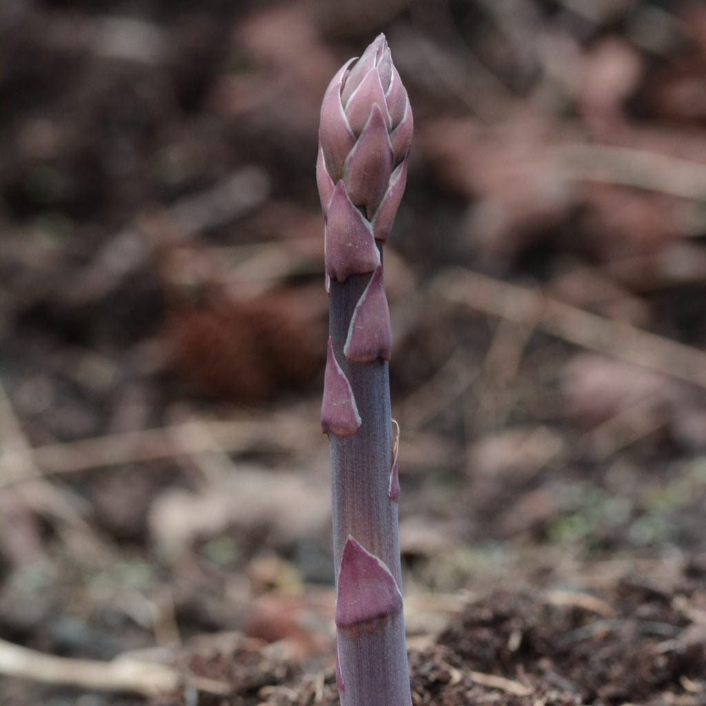 'Pacific Purple' Asparagus Plant – Roots Plants