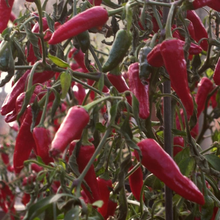 'Apache' Chilli Pepper Plants - Roots Plants