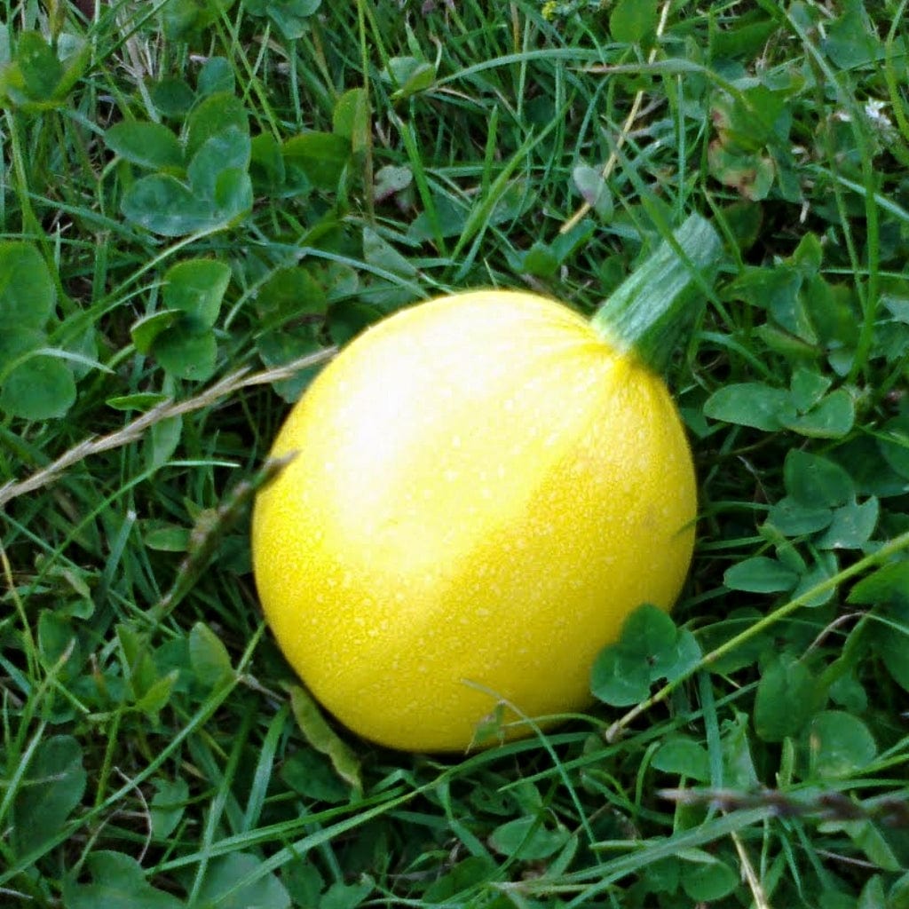 'Summer Ball' Courgette Plants – Roots Plants