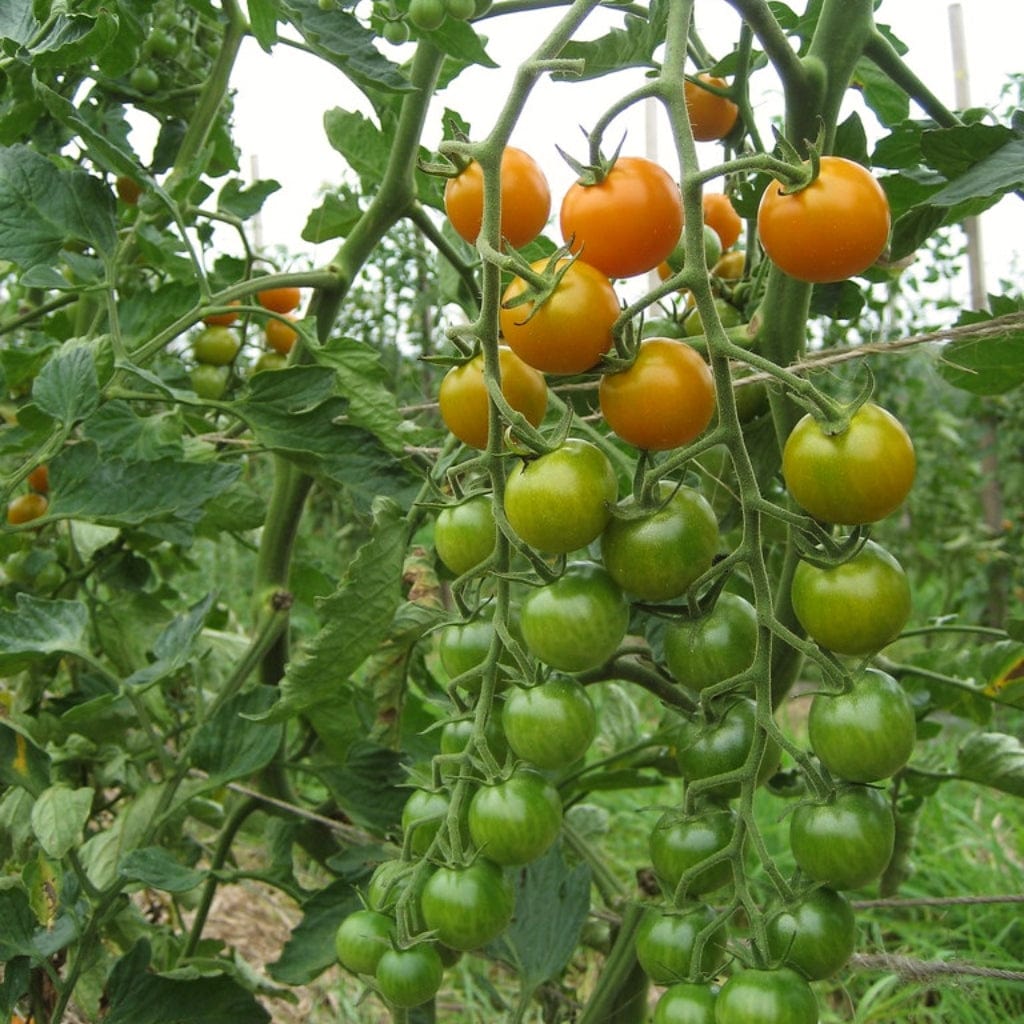 'Sungold' Tomato Plants – Roots Plants