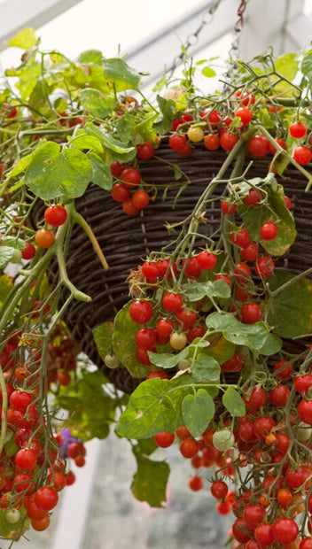 'Tumbling Tom Red' Tomato Plants – Roots Plants