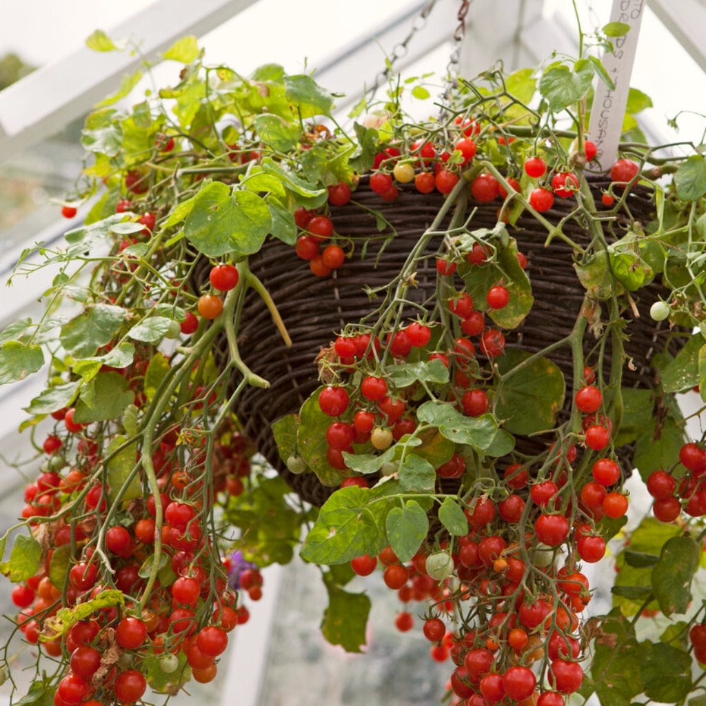'Tumbling Tom Red' Tomato Plants – Roots Plants
