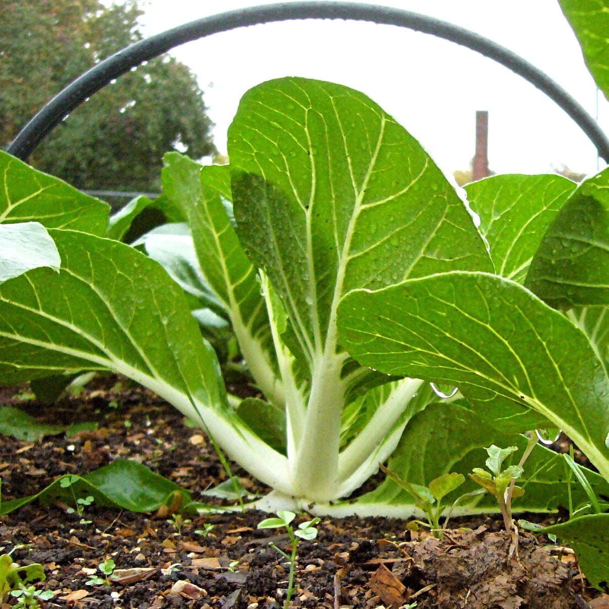 'Yang Qing Choi' Pak Choi Plants – Roots Plants