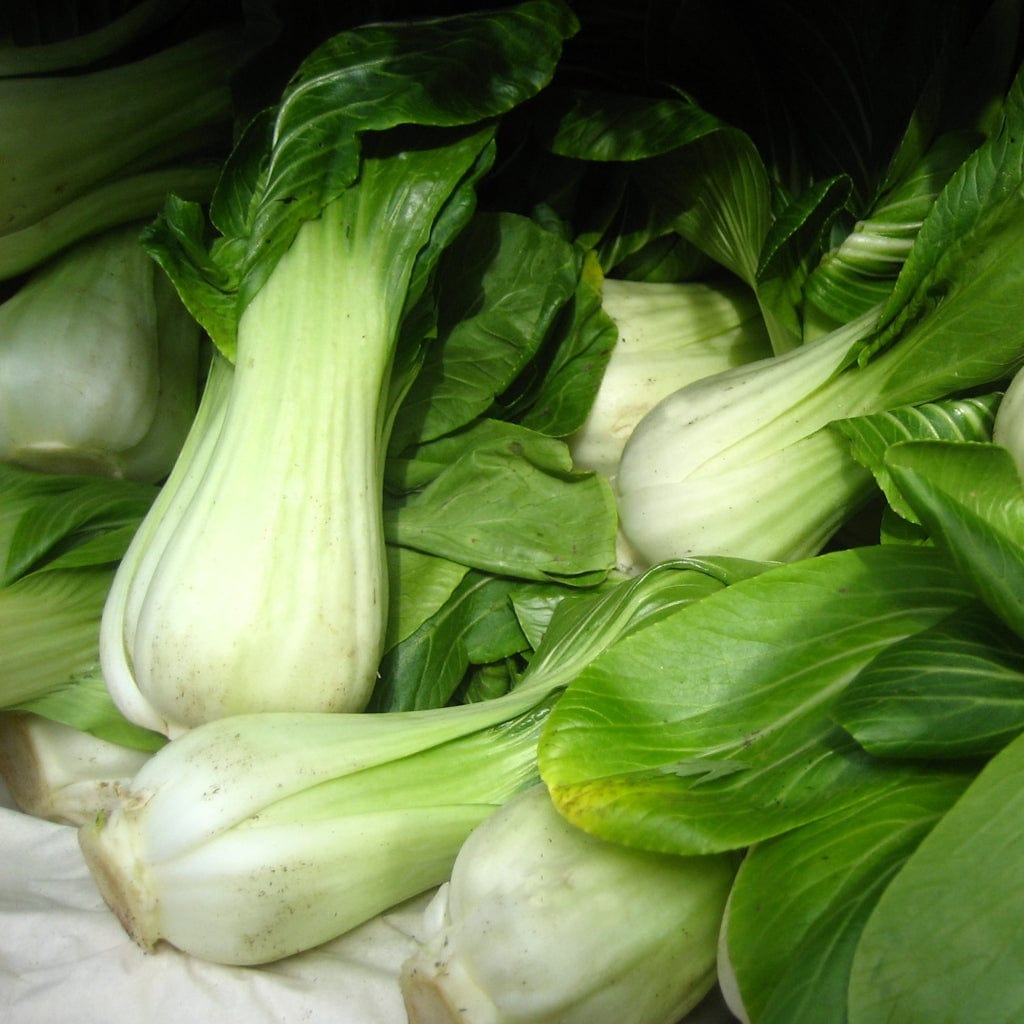 'Yang Qing Choi' Pak Choi Plants – Roots Plants