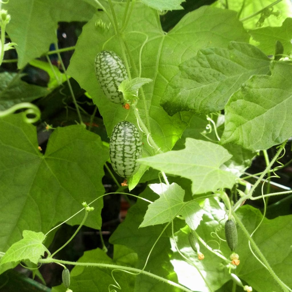 Cucamelon Plants – Roots Plants