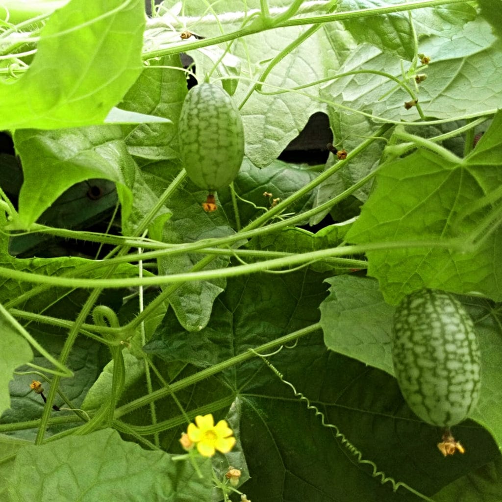 Cucamelon Plants – Roots Plants