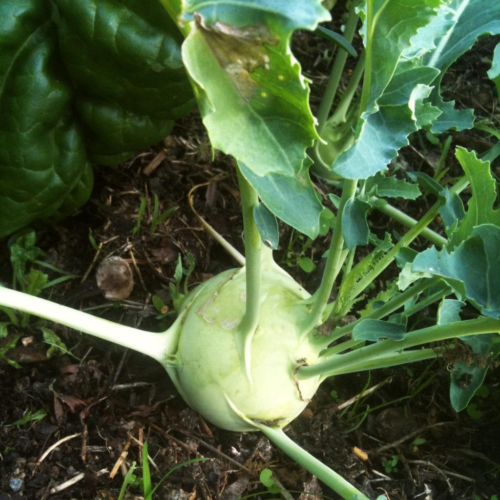 'Korist F1' Kohl Rabi Plants – Roots Plants