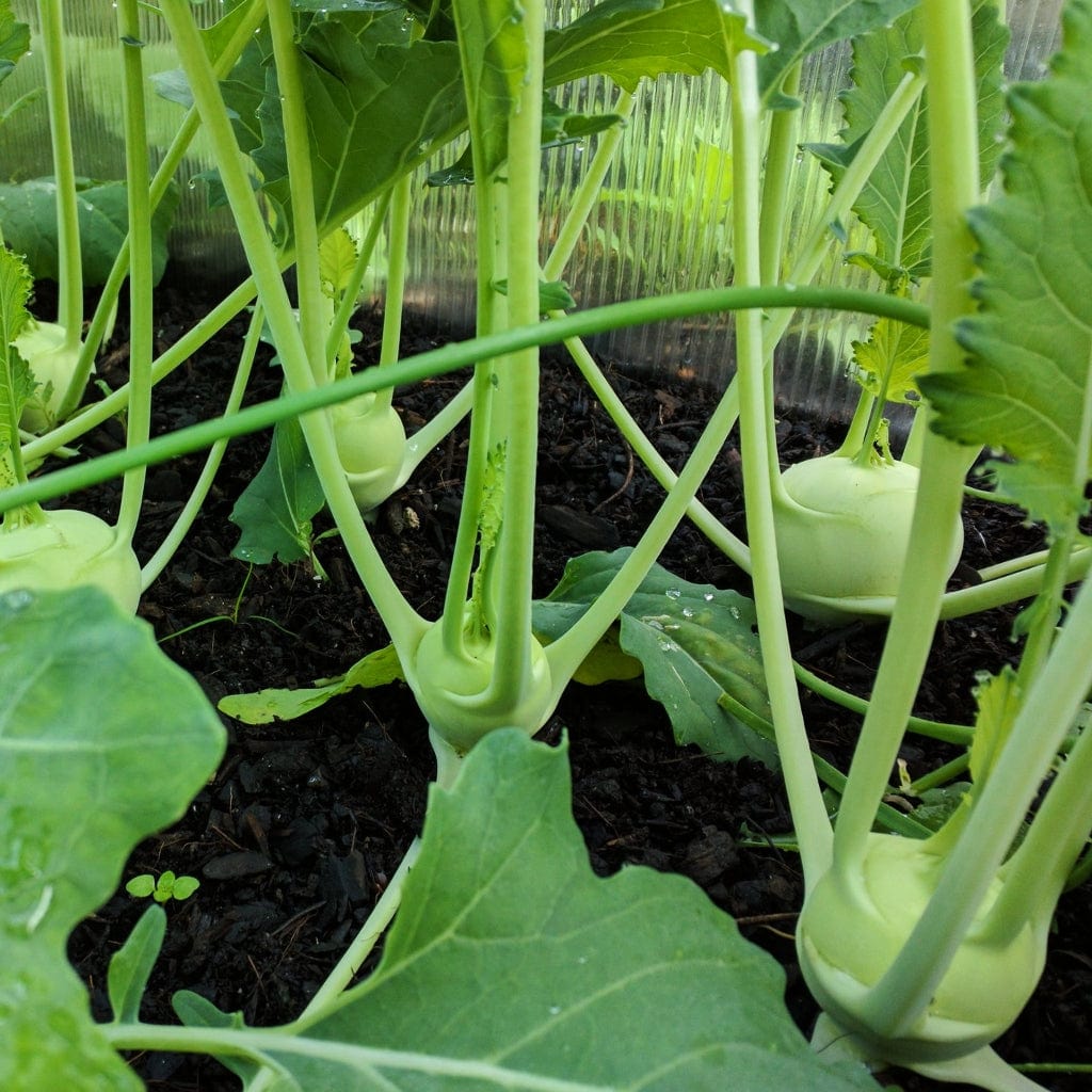 'Korist F1' Kohl Rabi Plants – Roots Plants