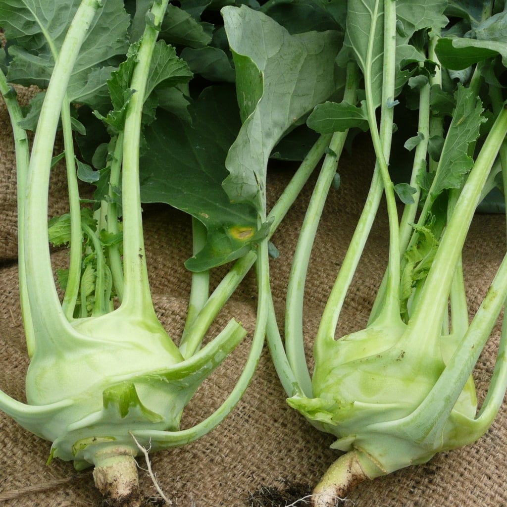 'Korist F1' Kohl Rabi Plants – Roots Plants
