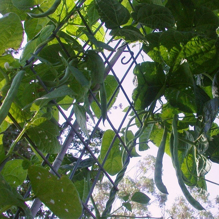 'Enorma' Runner Bean Plants - Roots Plants