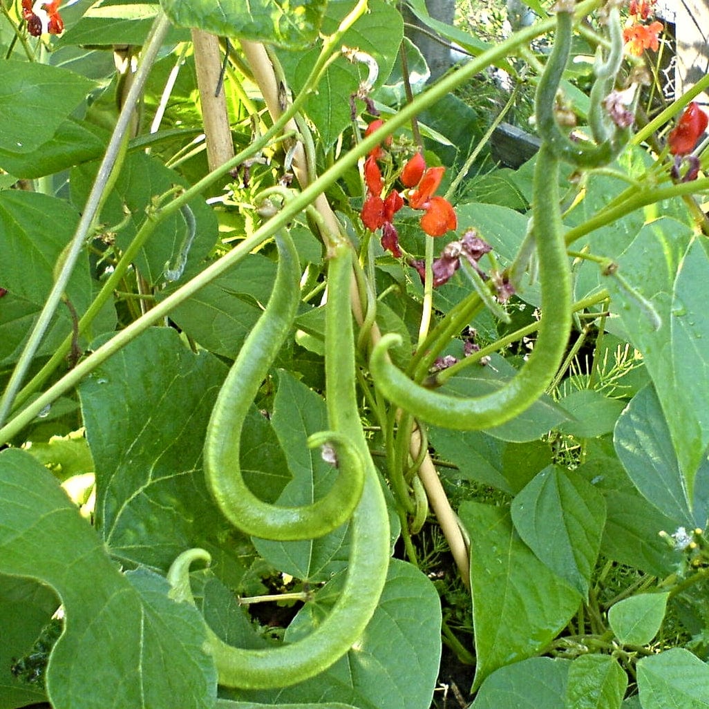 'Enorma' Runner Bean Plants – Roots Plants