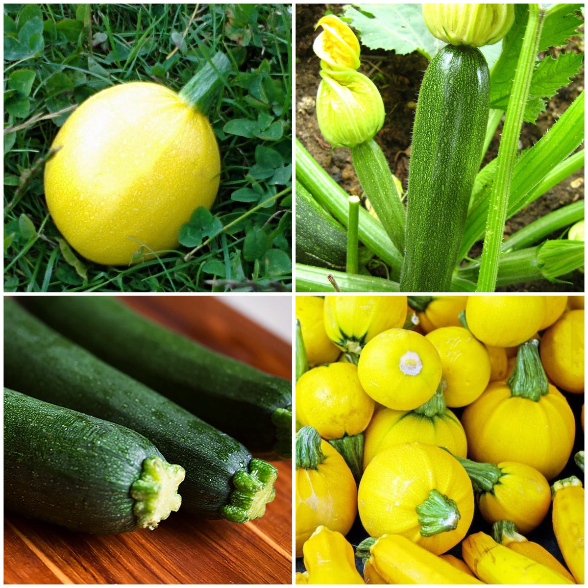 Gourmet Courgette Collection – Roots Plants