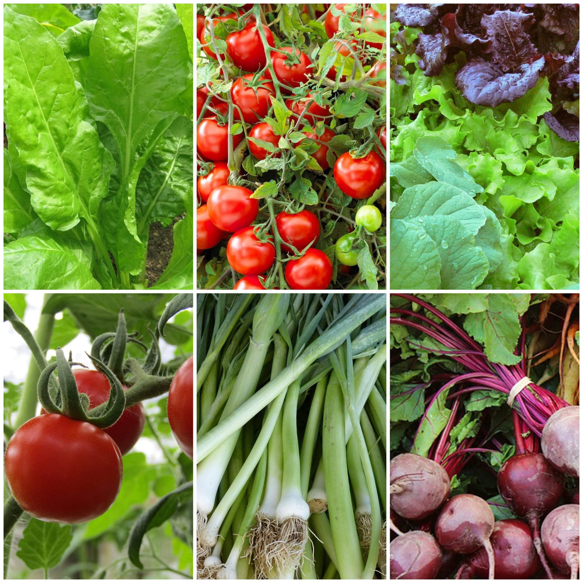 Quick Growing Salad Plant Collection - Roots Plants