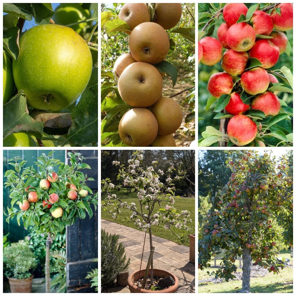 Pruning Apple Trees: A Complete Guide – Roots Plants