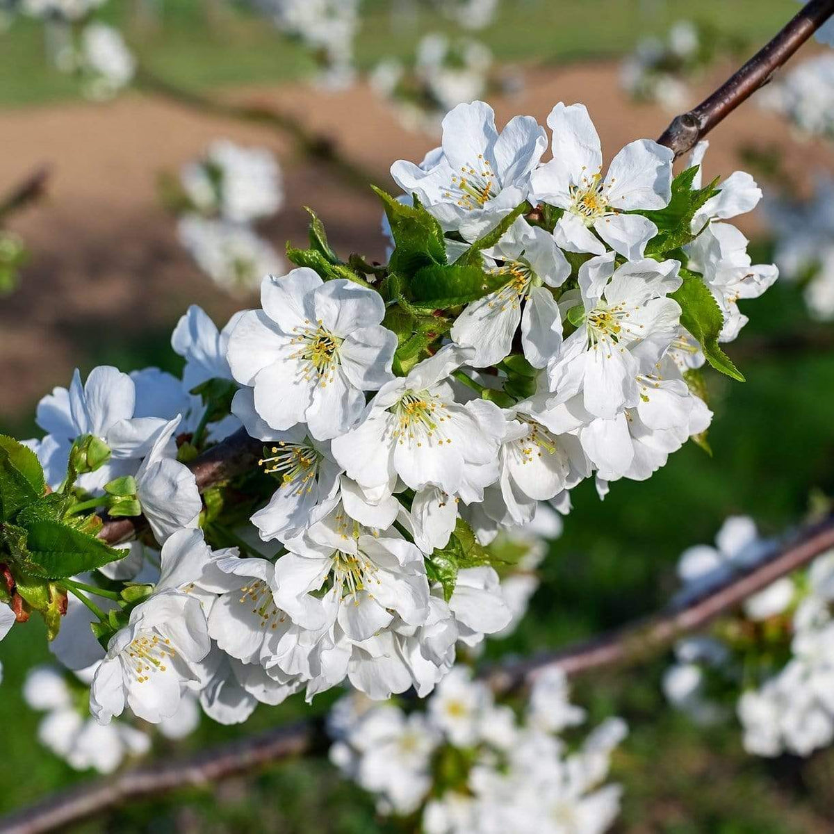 Lapins 'Cherokee' Cherry Tree - Roots Plants