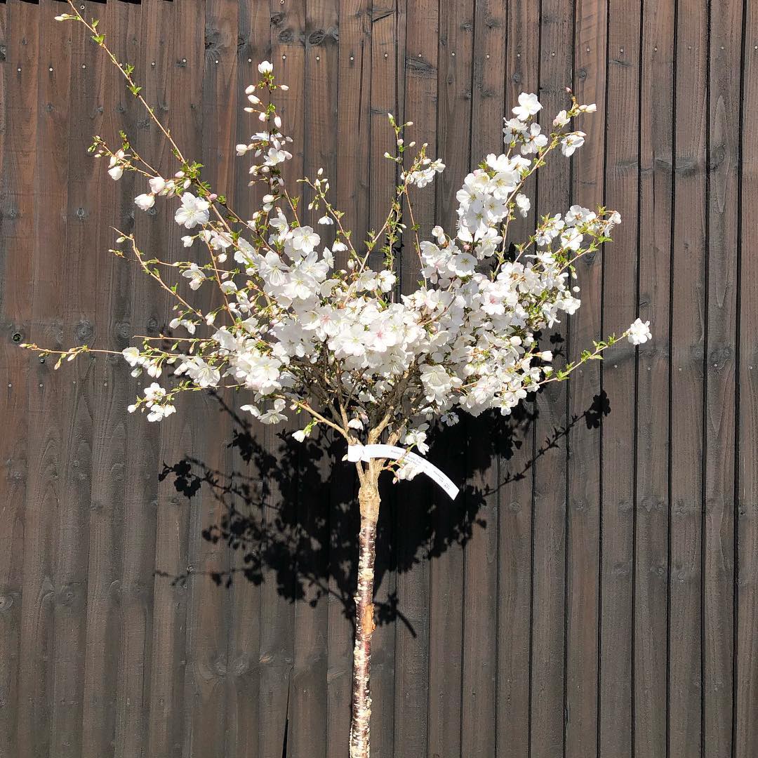 4 Steps To Choosing The Perfect Cherry Blossom – Roots Plants