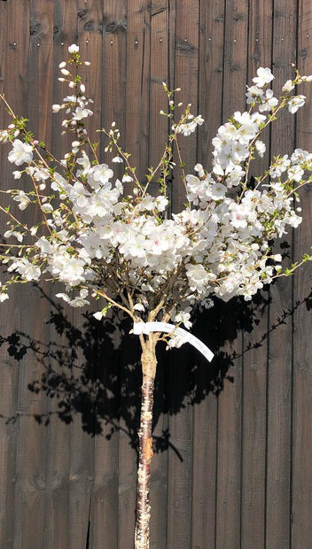 'The Bride' Cherry Blossom Tree | Prunus incisa – Roots Plants