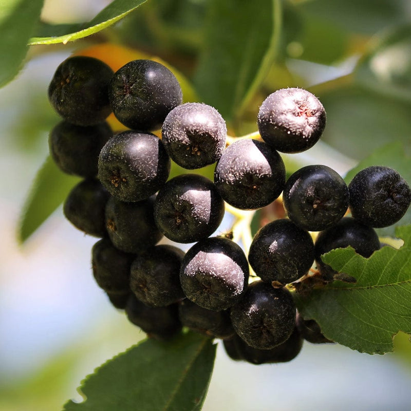 Unusual Berry Collection – Roots Plants