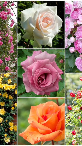Repeat Flowering Climbing Rose Collection – Roots Plants