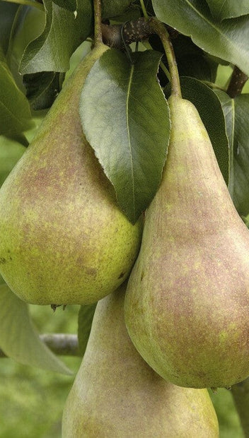 'Concorde' Pear Tree – Roots Plants